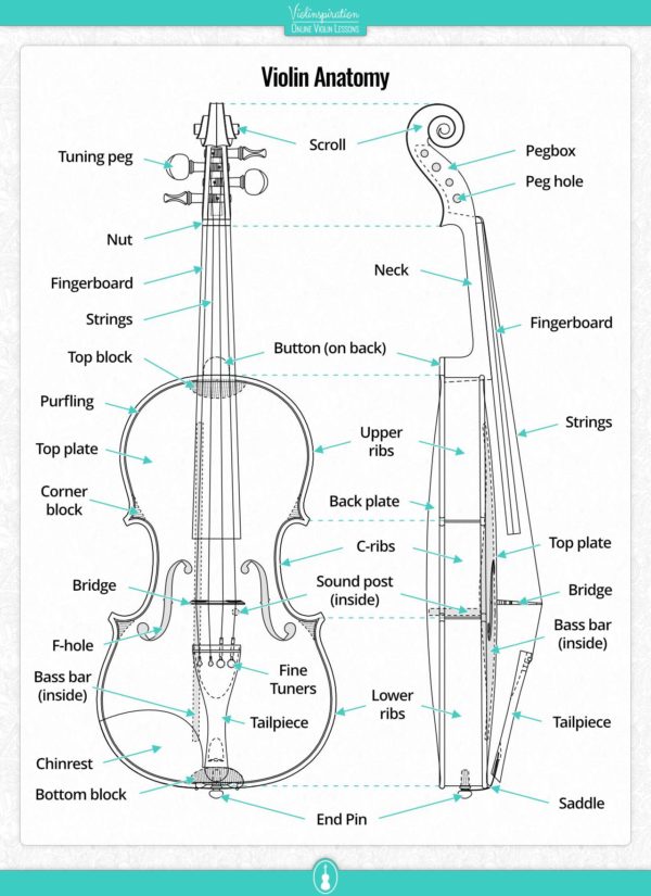 12 Interesting Facts about the Violin - Violinspiration